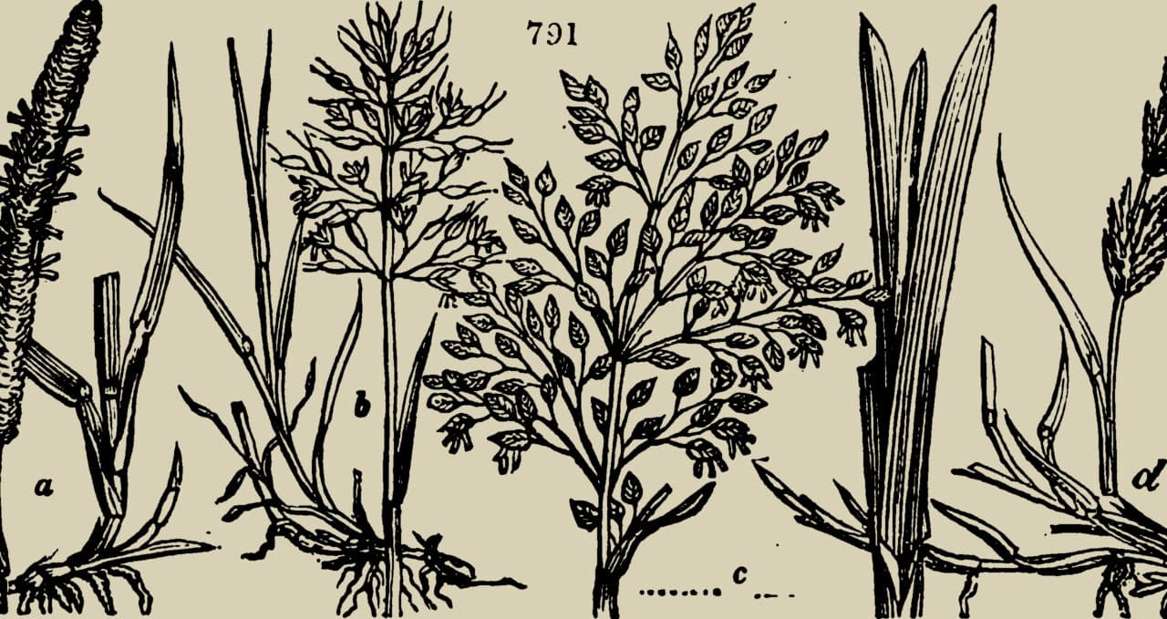 Unlock Lush Gardens: Soil Nutrient Analysis Unveiled
